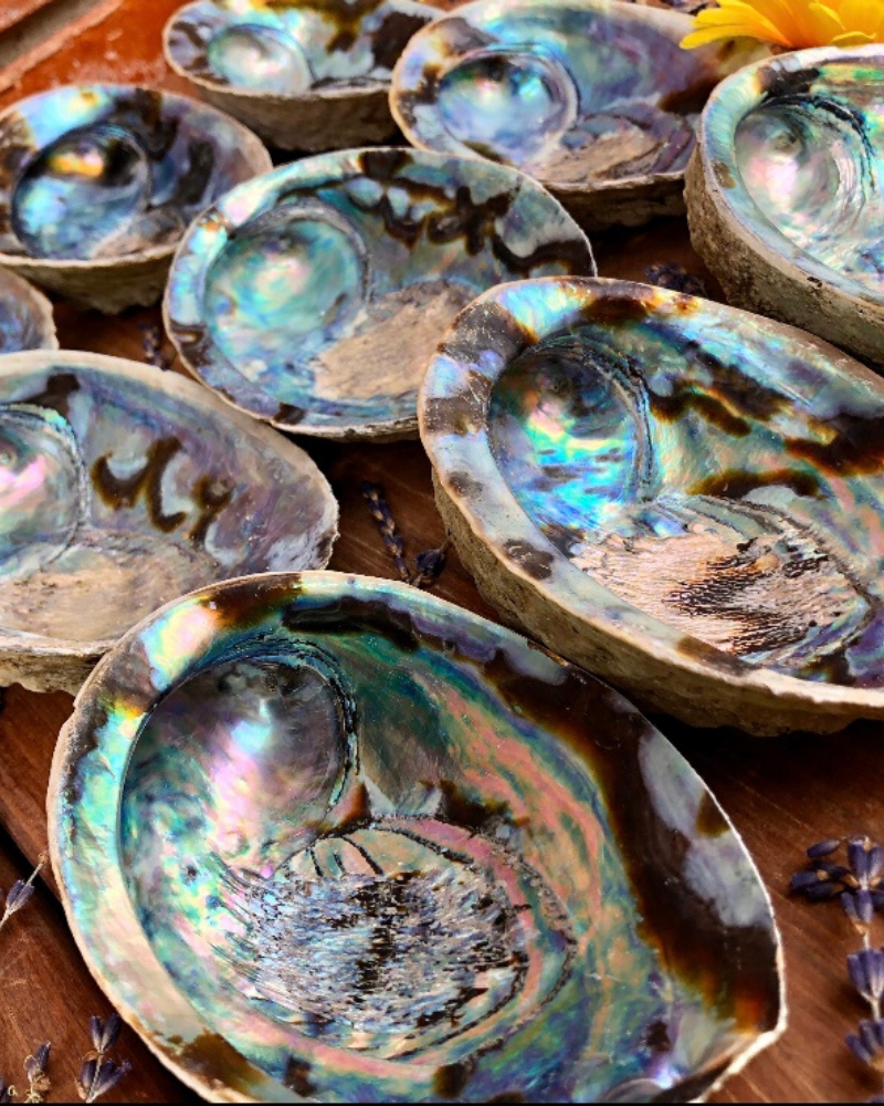 Abalone Shells – Plant Love Botanicals